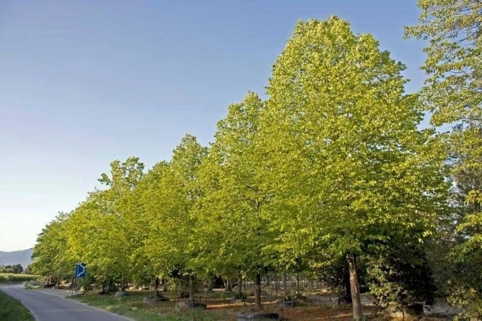 Quali alberi da giardino scegliere