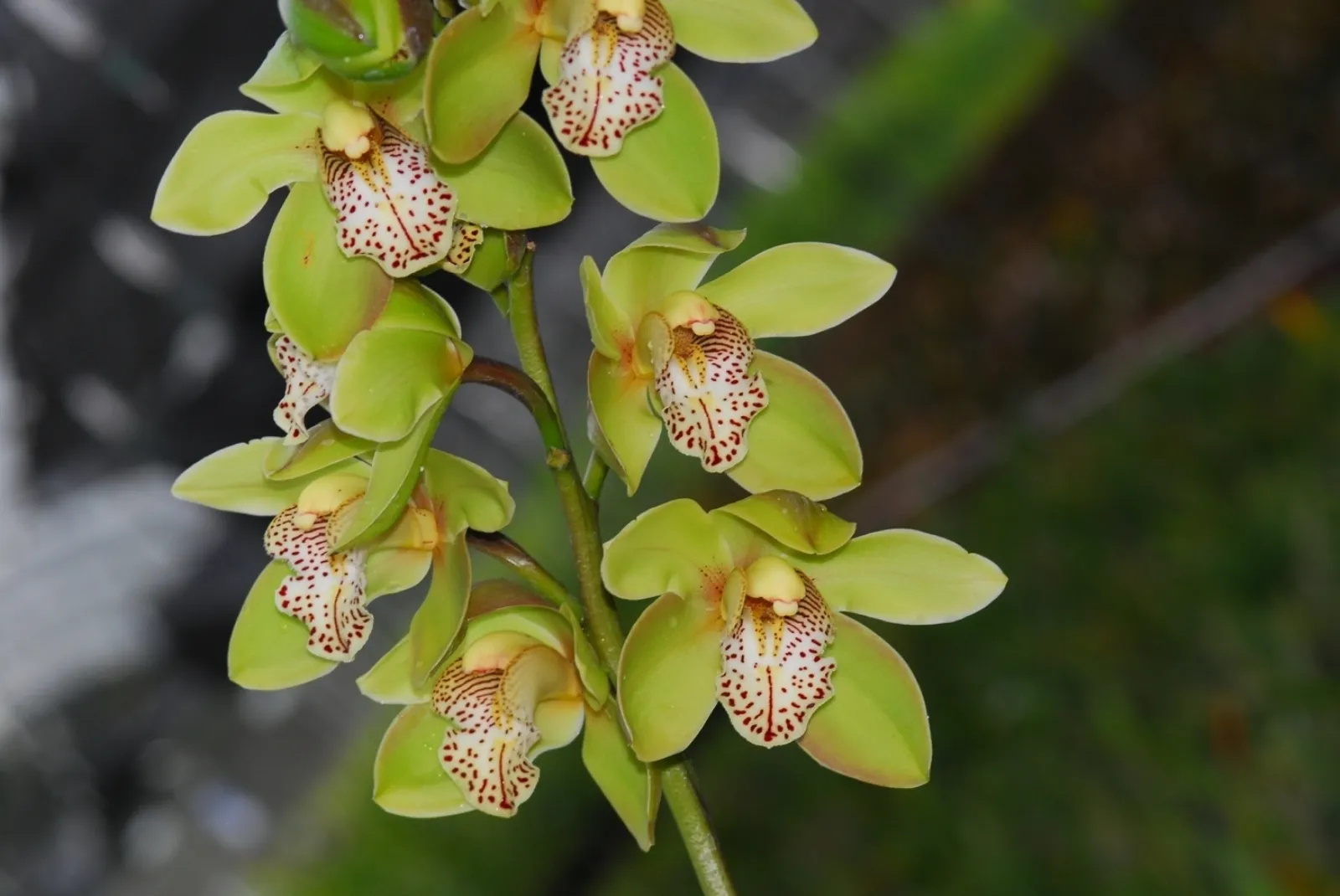 Orchidea, habitat, fioritura e come curarla
