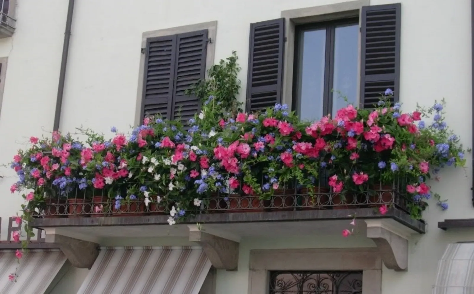 Fiori da terrazzo