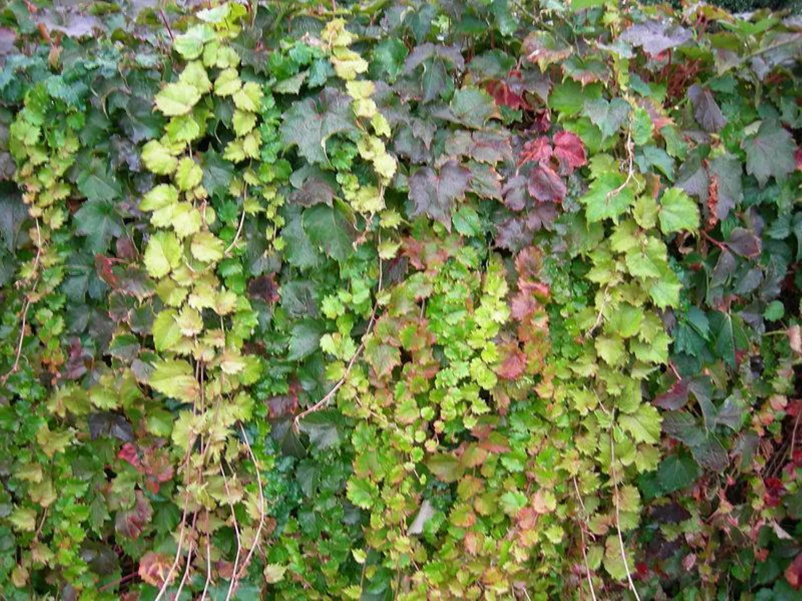 L'edera e le sue varianti