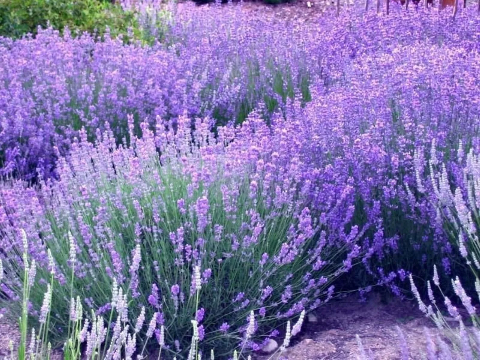 Lavanda pianta, ecco come coltivarla