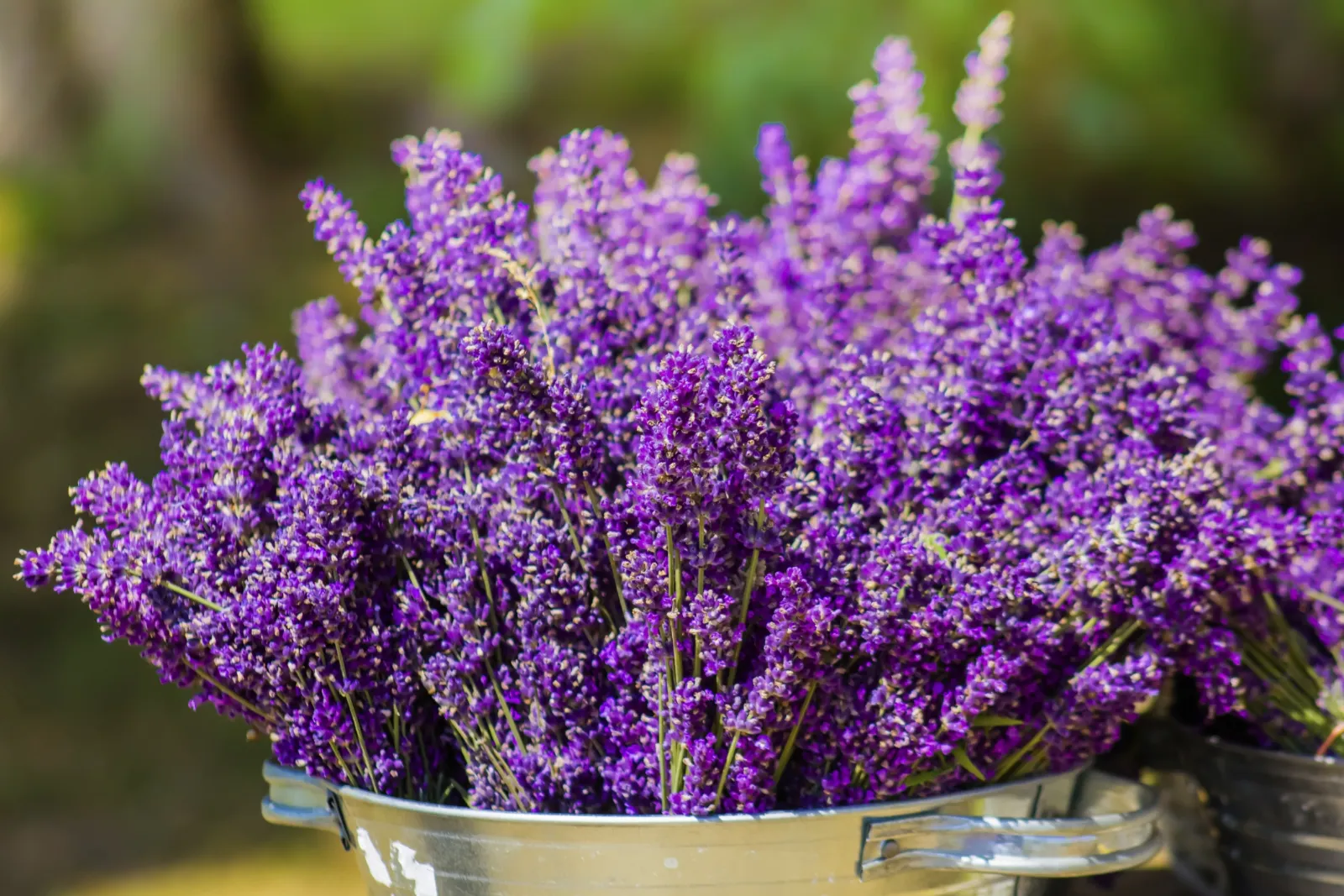 Lavanda pianta, ecco come coltivarla