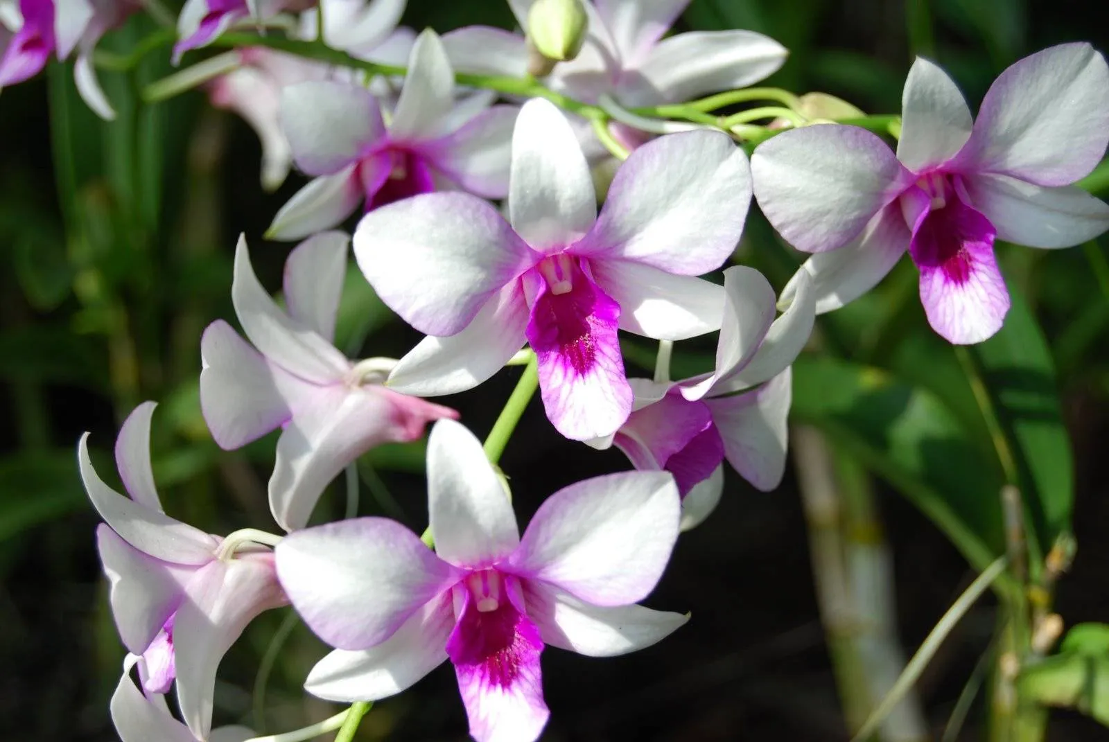 Come crescere un'orchidea
