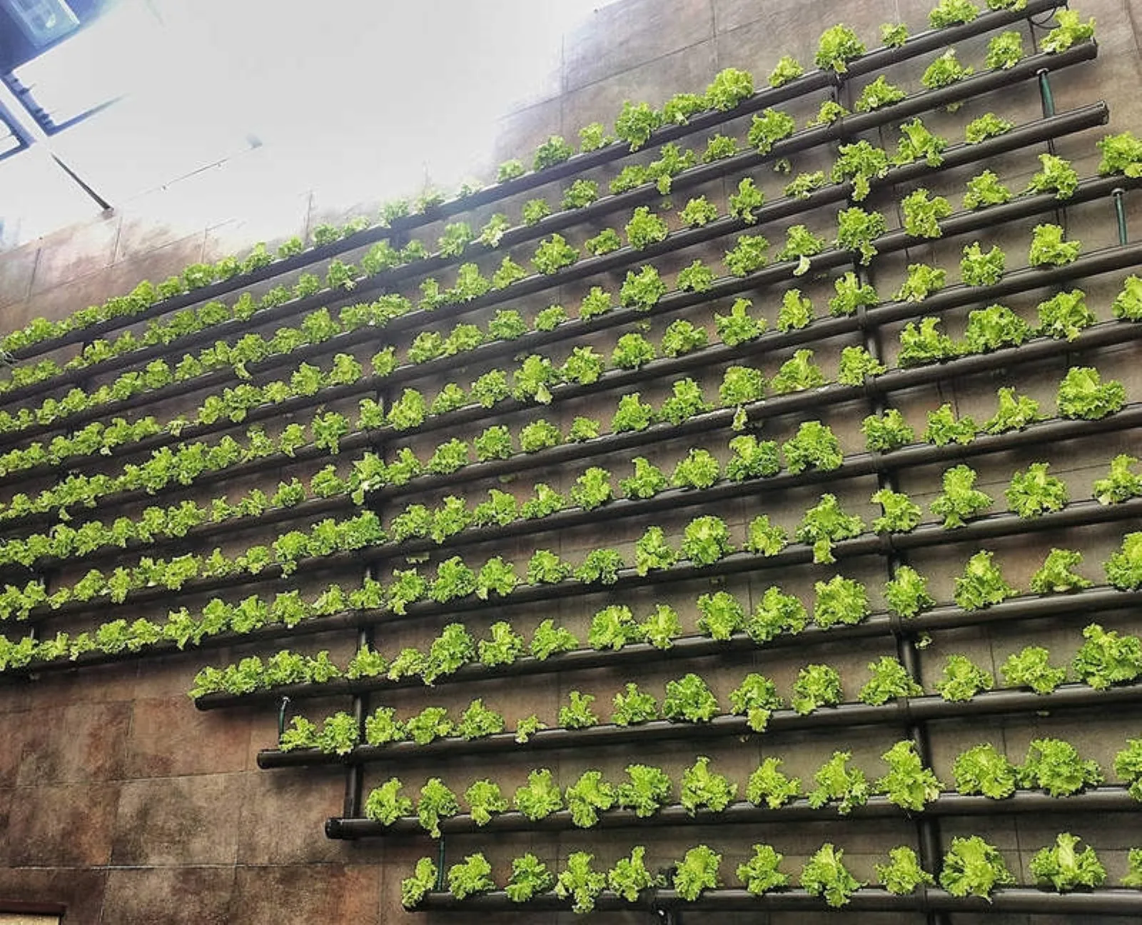 Orto verticale: verdure e ortaggi a centimetri zero