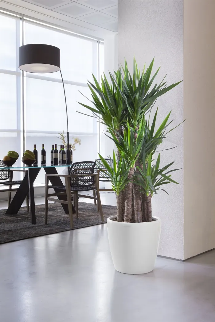 Piante da appartamento, il verde in casa