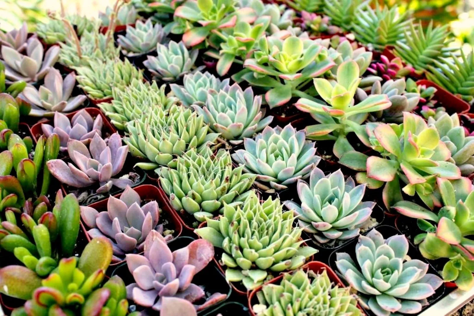 Piante grasse da appartamento