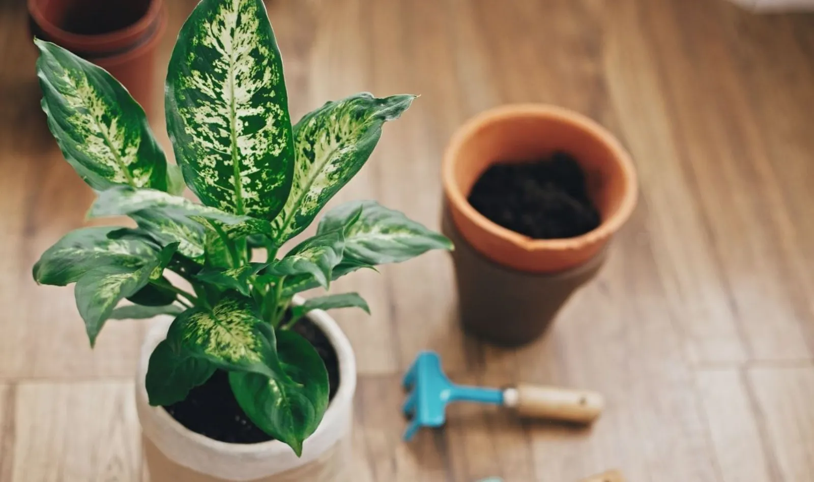 Quali piante scegliere per purificare l'aria in casa