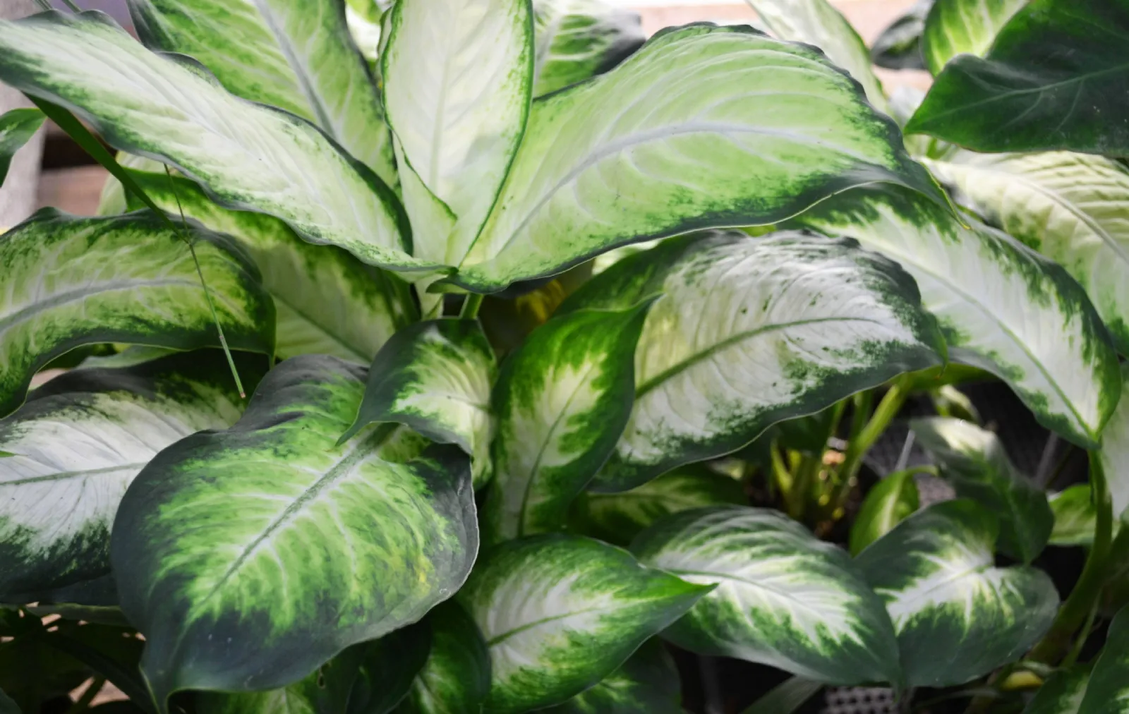 Piante ornamentali, come sceglierle