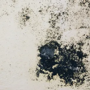 Perché si forma e come eliminare la muffa dietro agli armadi