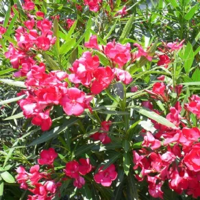 Oleandro, coltivarlo nelle nostre case